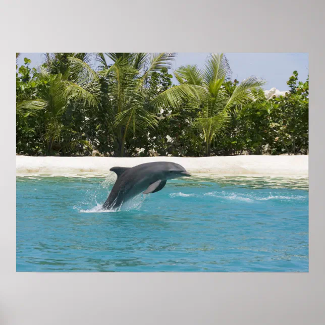 Dolphin Jumping Tropical Beach Poster | Zazzle