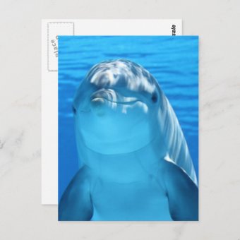 Dolphin Postcard | Zazzle