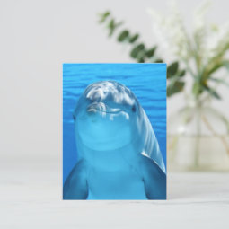 Dolphin Postcard | Zazzle
