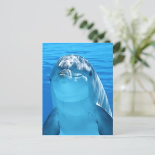 Dolphin Postcard | Zazzle