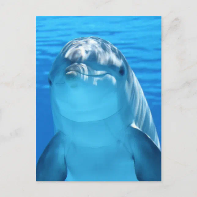 Dolphin Postcard | Zazzle