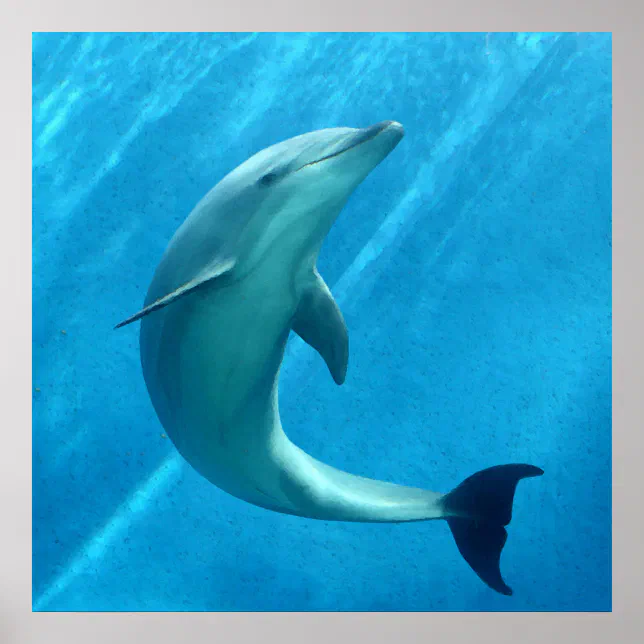 Dolphin Poster | Zazzle