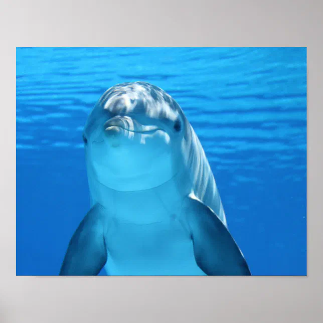 Dolphin poster | Zazzle