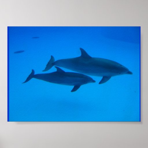 dolphin poster | Zazzle