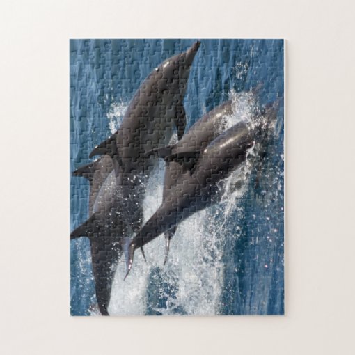 Dolphin Puzzle | Zazzle