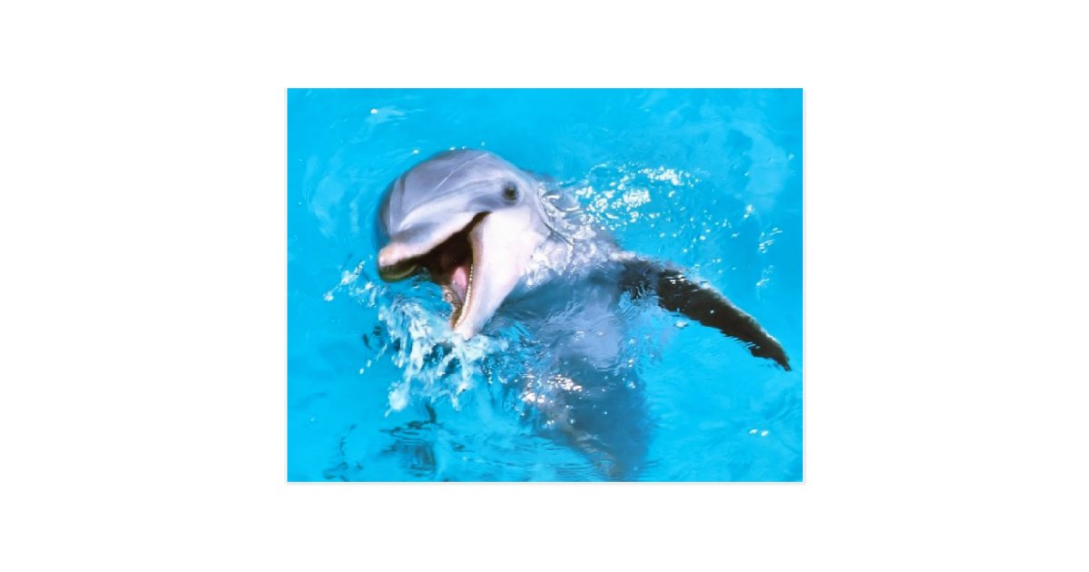 Dolphin Smiling 2 Postcard | Zazzle.com