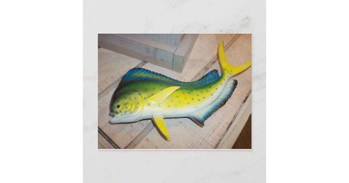 Dolphin The Fish (Not The Mammal) Postcard | Zazzle
