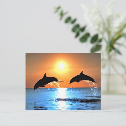 Dolphins Leaping Postcard | Zazzle