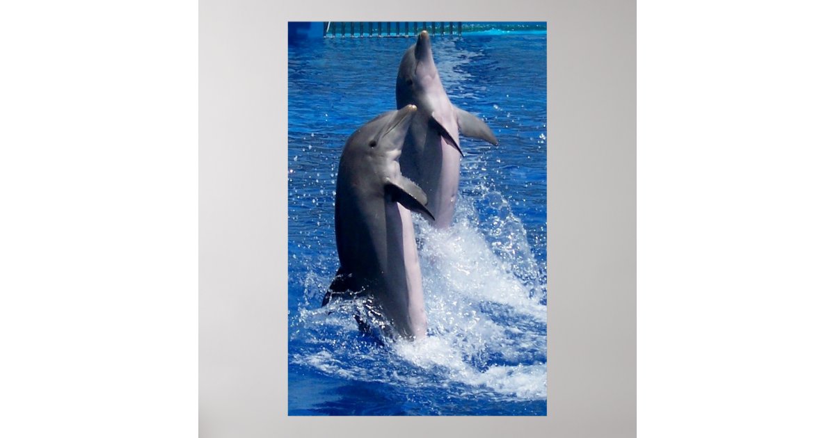 Dolphins Poster | Zazzle