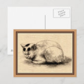 Domestic Cat Japanese Ink Drawing Postcard | Zazzle