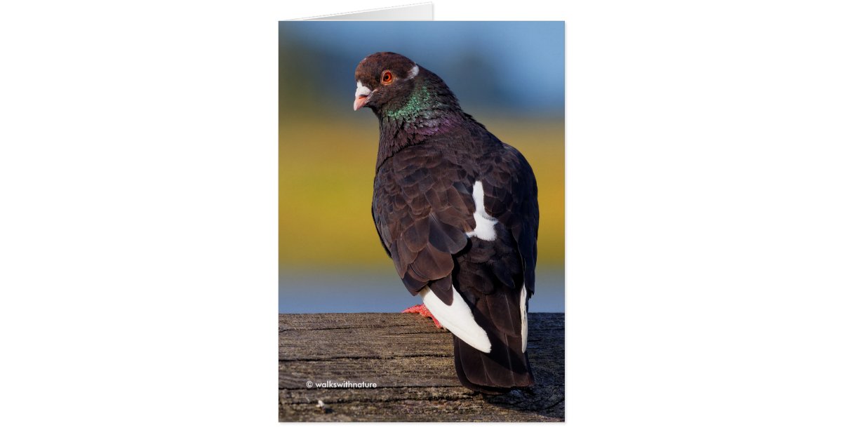 Domestic Rock Pigeon (Dark Morph) | Zazzle