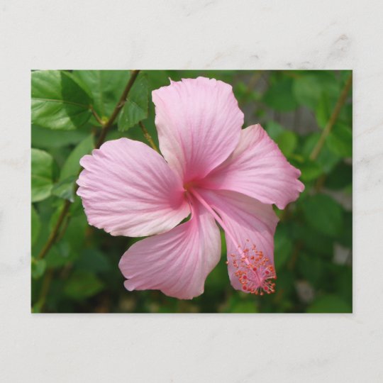 Dominican Republic flower Postcard | Zazzle.com