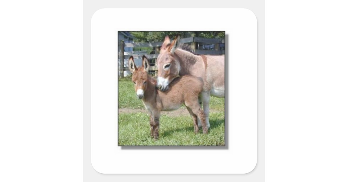 Donkey and Baby Square Sticker | Zazzle