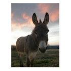 Democratic Donkey Postcard | Zazzle.com