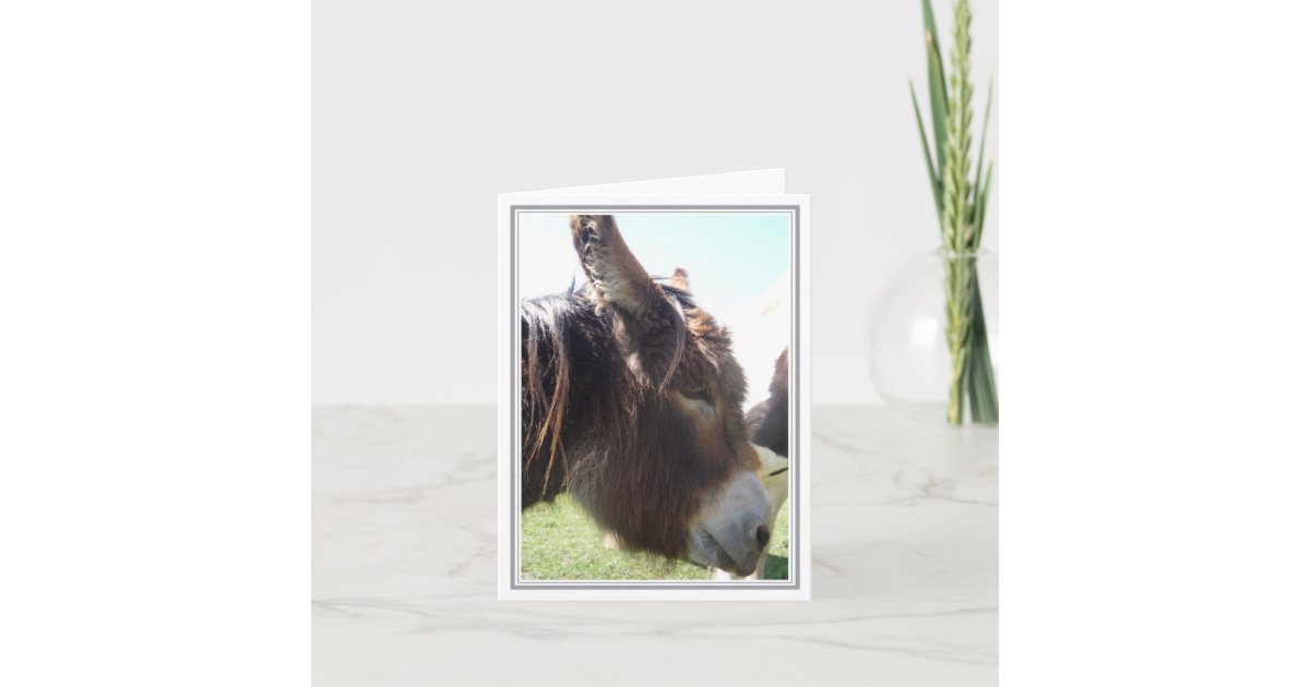 Donkey Blank Note Card | Zazzle