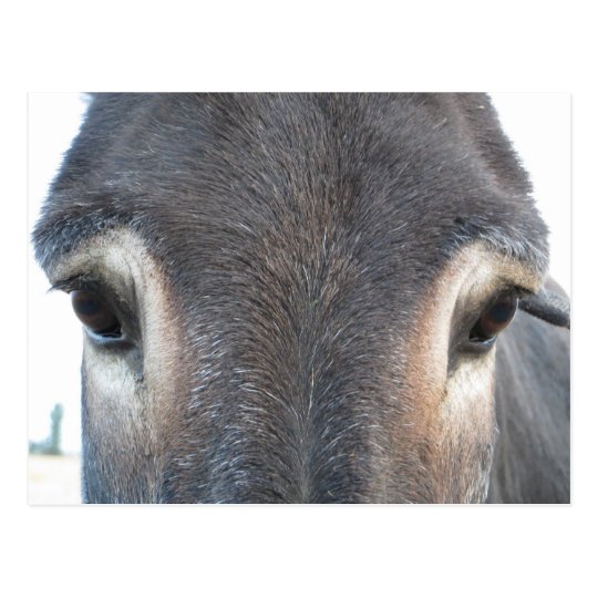Donkey Eyes Postcard | Zazzle.com