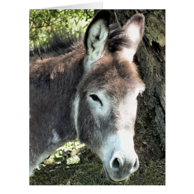 DONKEY GREETING CARD | Zazzle