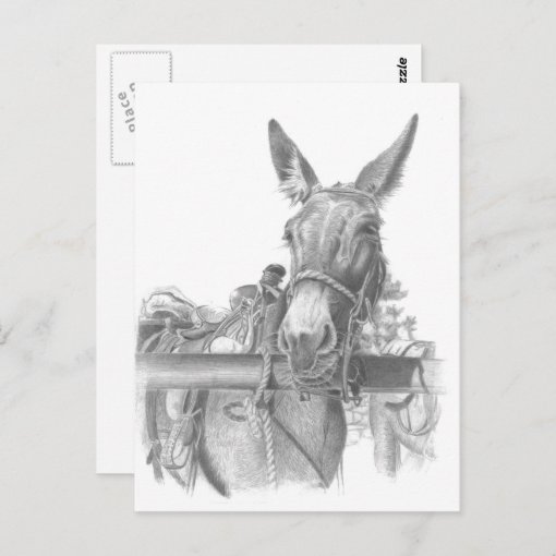 donkey mules postcard | Zazzle
