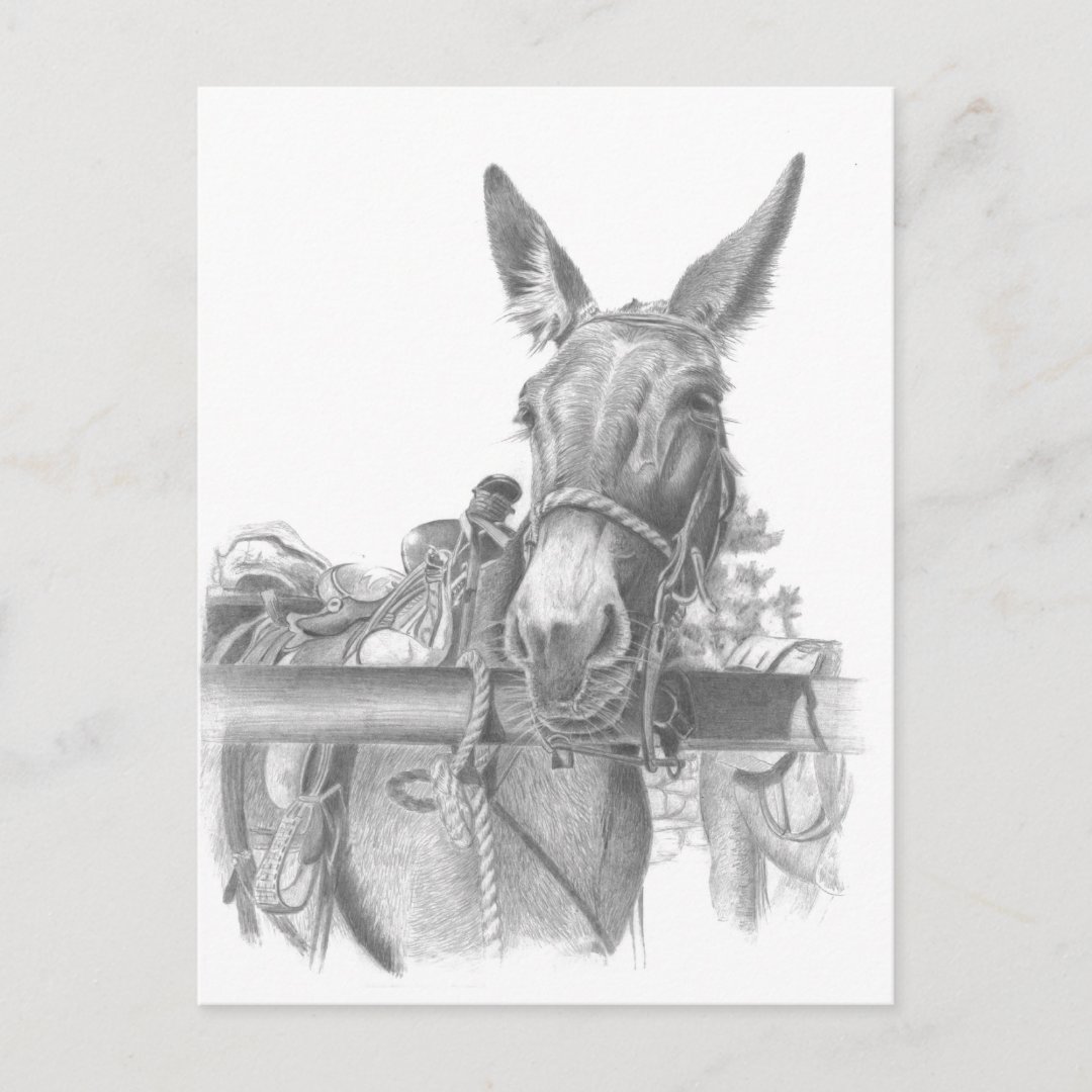donkey mules postcard | Zazzle