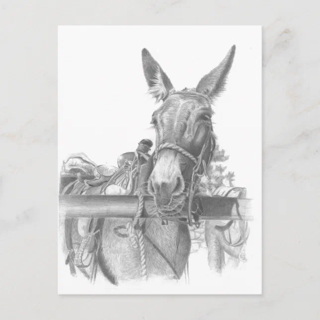 donkey mules postcard | Zazzle
