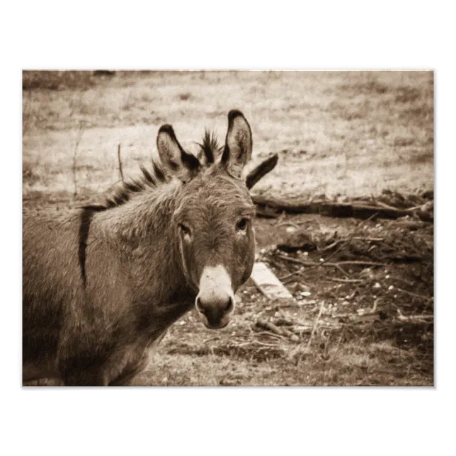 Donkey Photo Print | Zazzle
