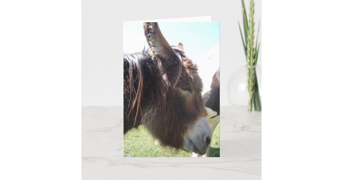 Donkey Portrait Greeting Card | Zazzle