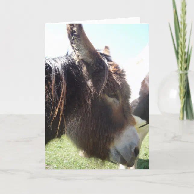 Donkey Portrait Greeting Card | Zazzle