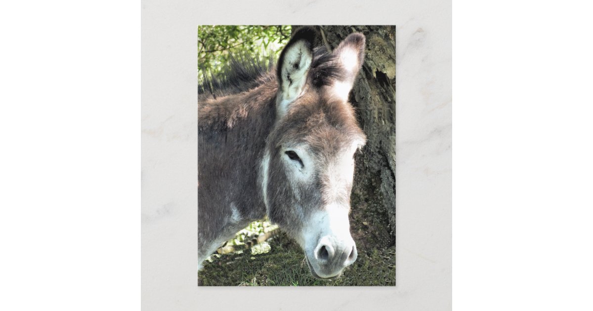 DONKEY POSTCARD | Zazzle