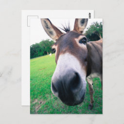 Donkey Postcard | Zazzle