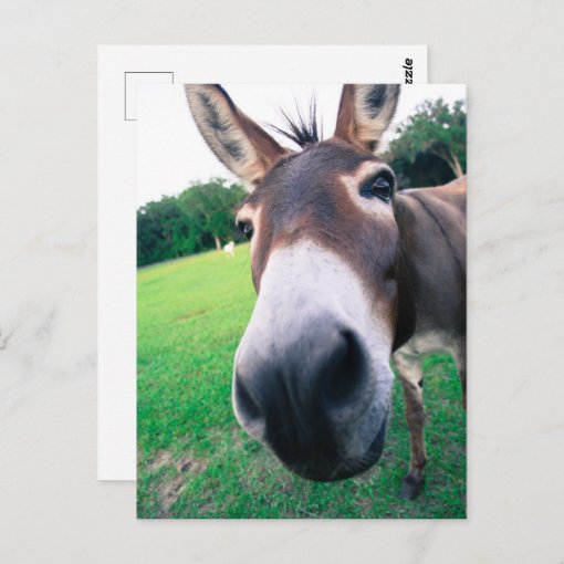 Donkey Postcard | Zazzle