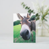 Donkey Postcard | Zazzle