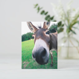 Donkey Postcard | Zazzle