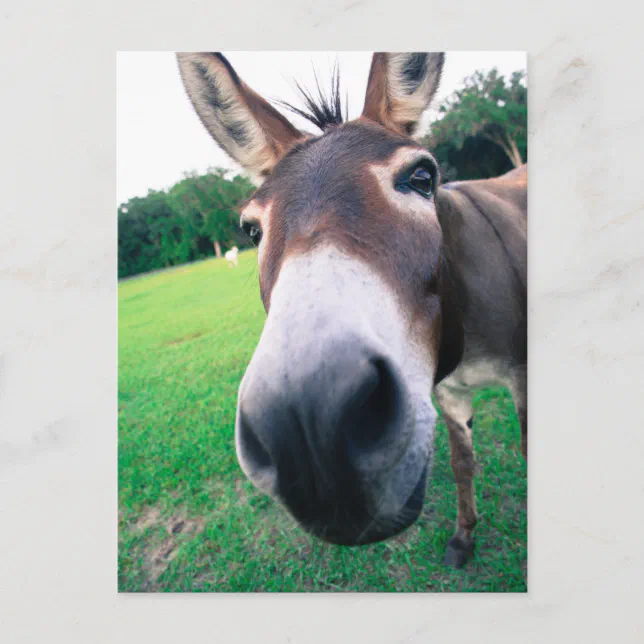 Donkey Postcard | Zazzle