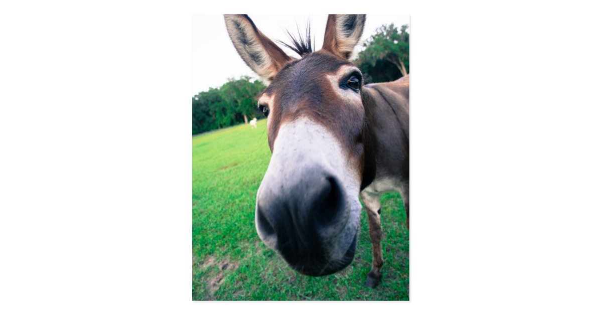 Donkey Postcard | Zazzle.com