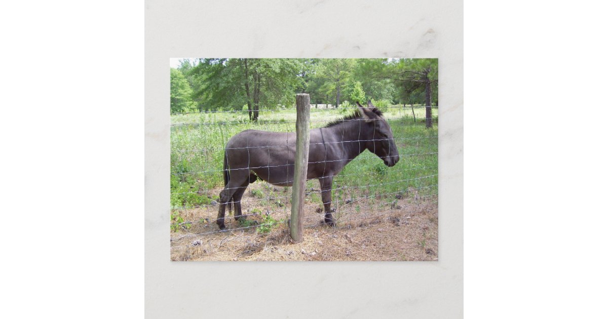 Donkey Postcard | Zazzle