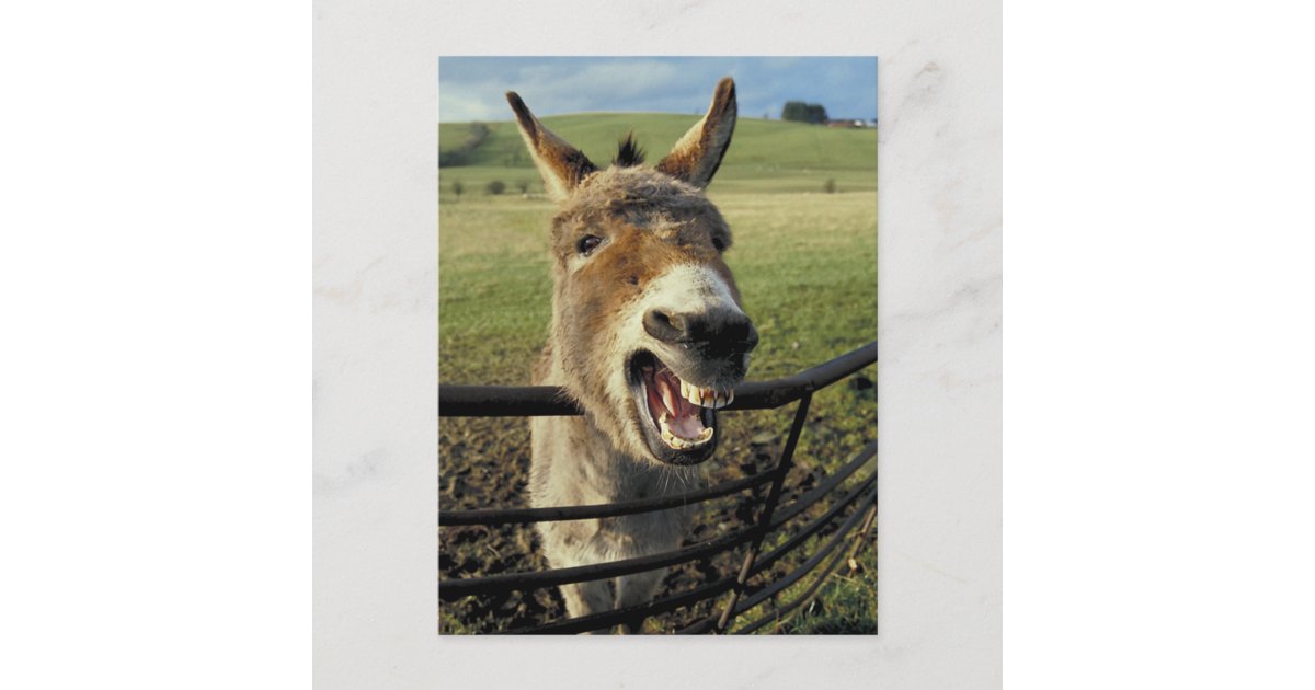 Donkey Postcard | Zazzle