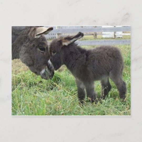 donkey postcard | Zazzle.com