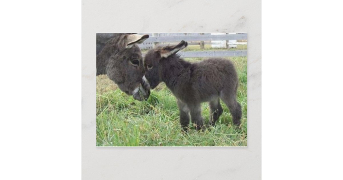 donkey postcard | Zazzle