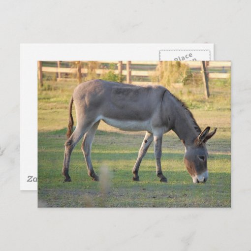 Donkey Postcard | Zazzle