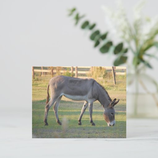 Donkey Postcard | Zazzle