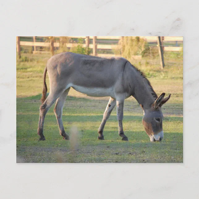 Donkey Postcard | Zazzle