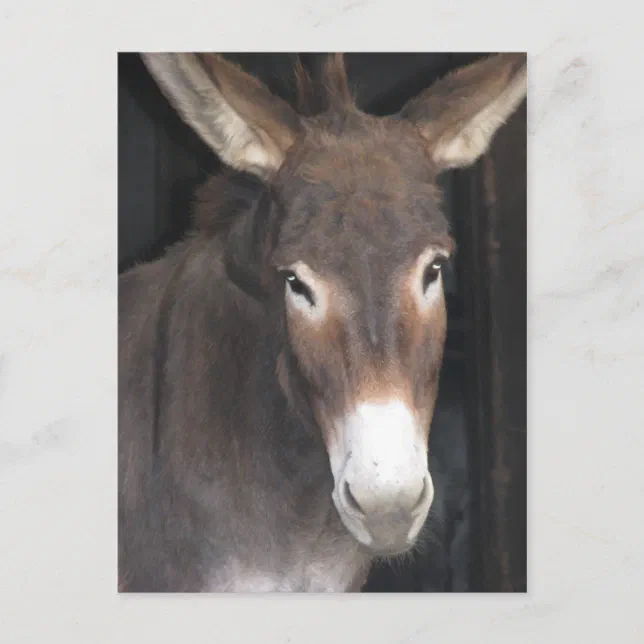 Donkey Sanctuary Postcard | Zazzle