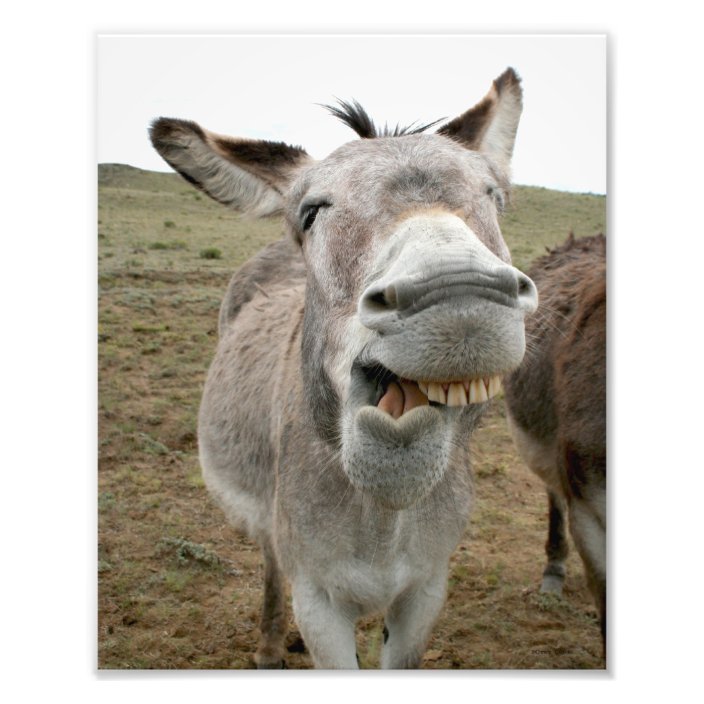 Donkey Silly Face Photo Print | Zazzle