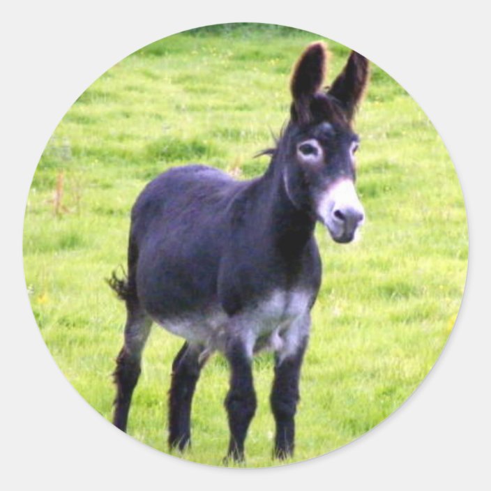 Donkey sticker | Zazzle.com