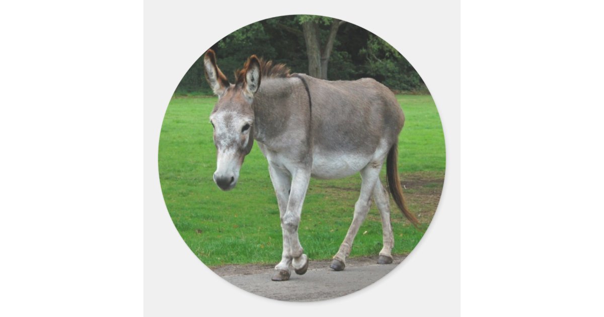 Donkey stickers | Zazzle