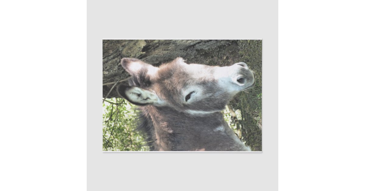 DONKEY TISSUE PAPER | Zazzle
