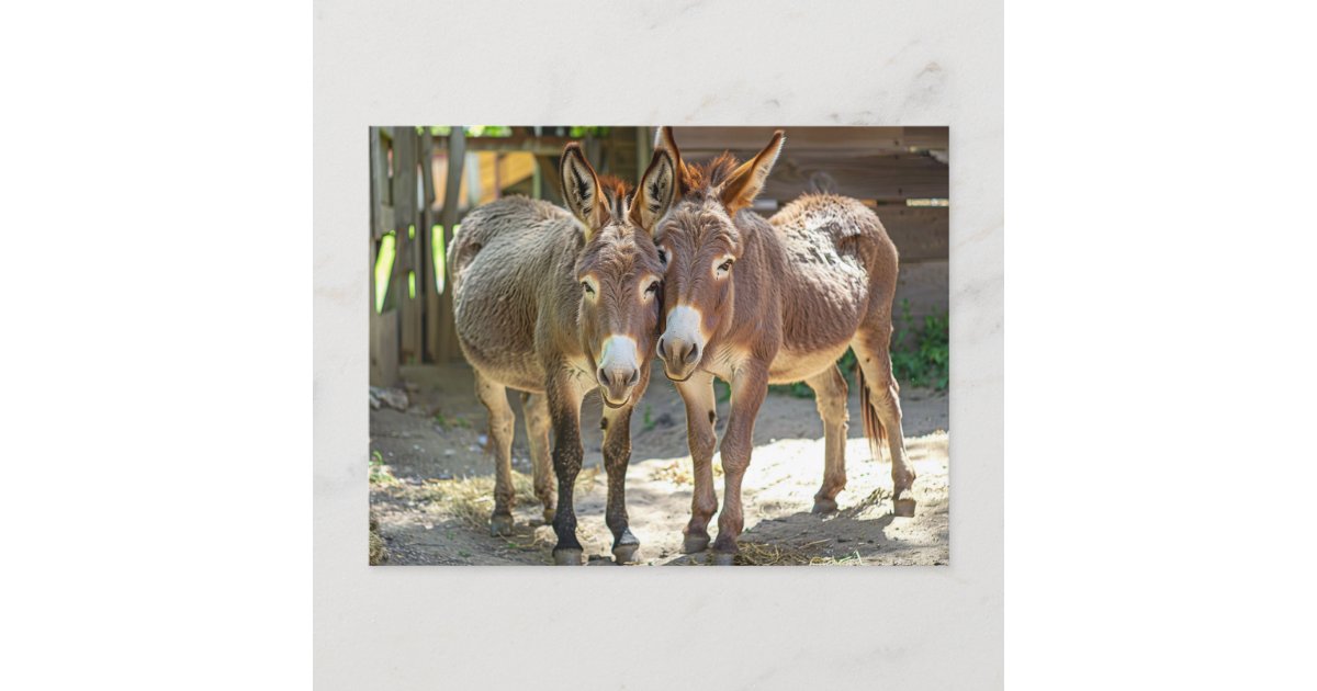 Donkeys in love Postcard | Zazzle