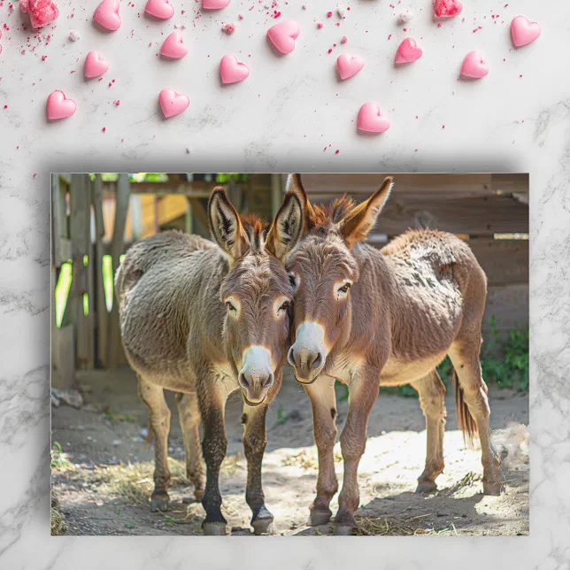 Donkeys in love Postcard | Zazzle