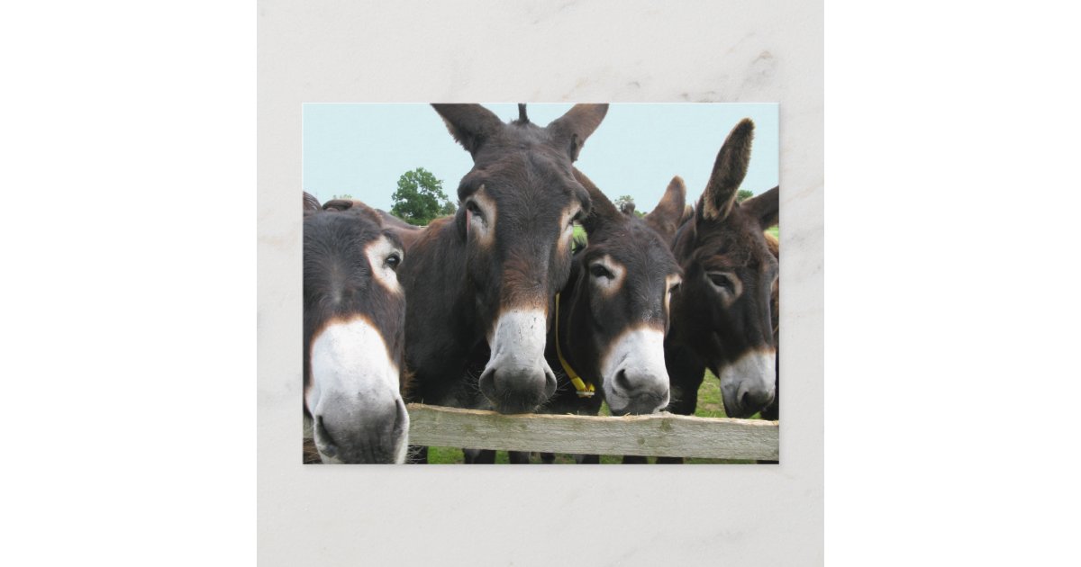 Donkeys Postcard | Zazzle