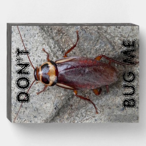 Don't Bug Me Cockroach Meme Wooden Box Sign | Zazzle